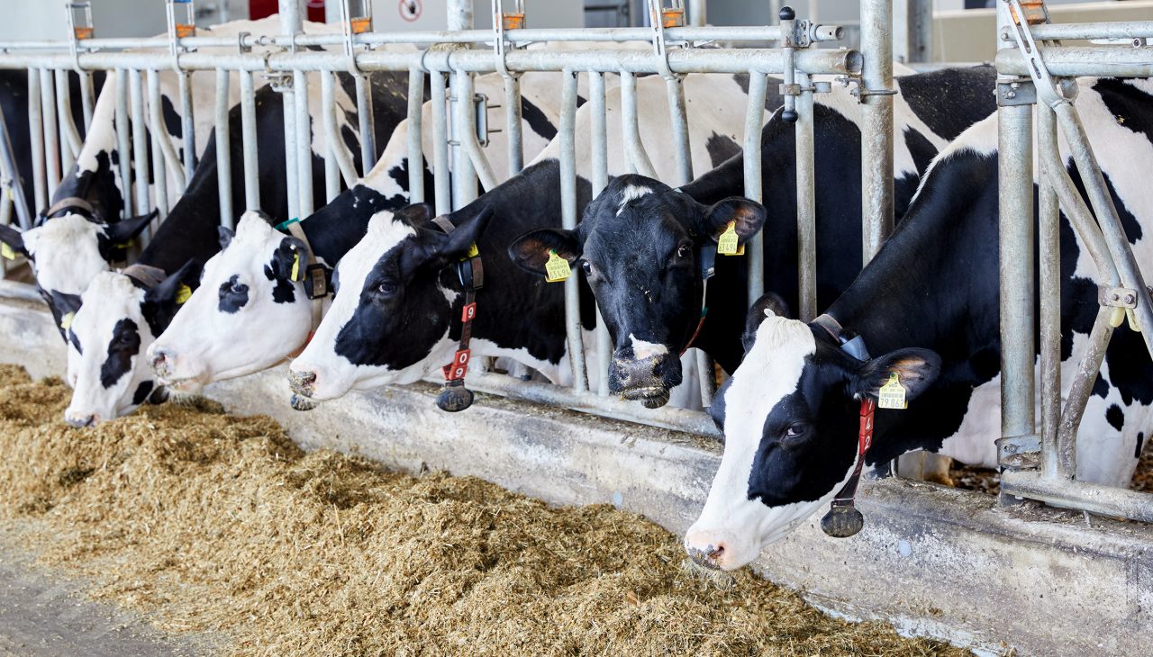 Produktion - Beerepoot